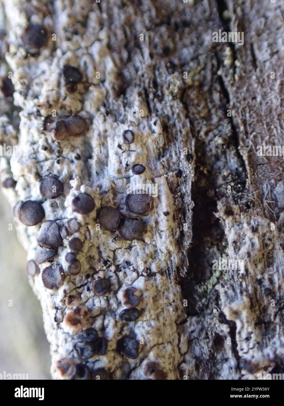 Multicolored Dot Lichen (Cliostomum griffithii Stock Photo - Alamy