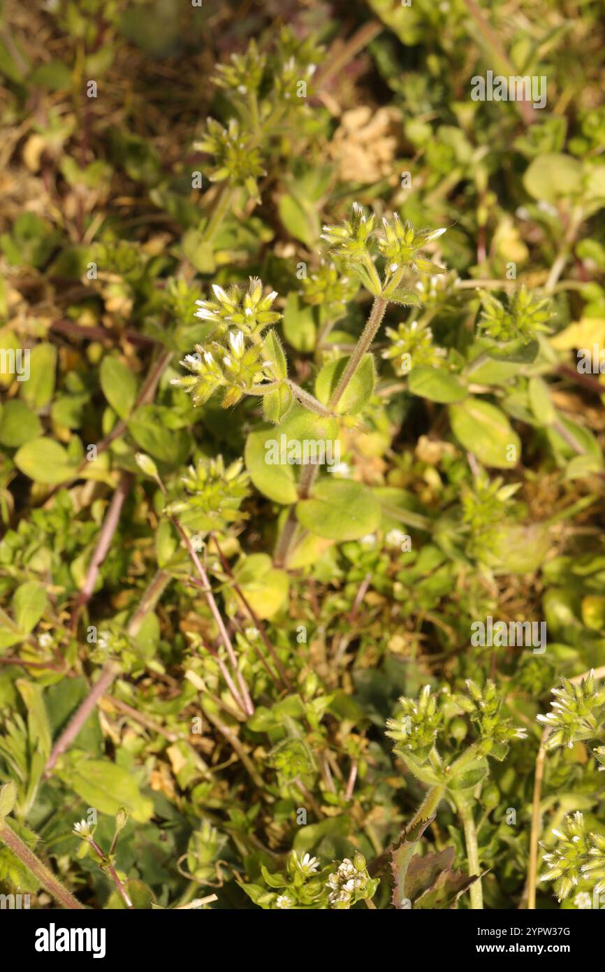 Sticky mouse-ear chickweed (Cerastium glomeratum Stock Photo - Alamy