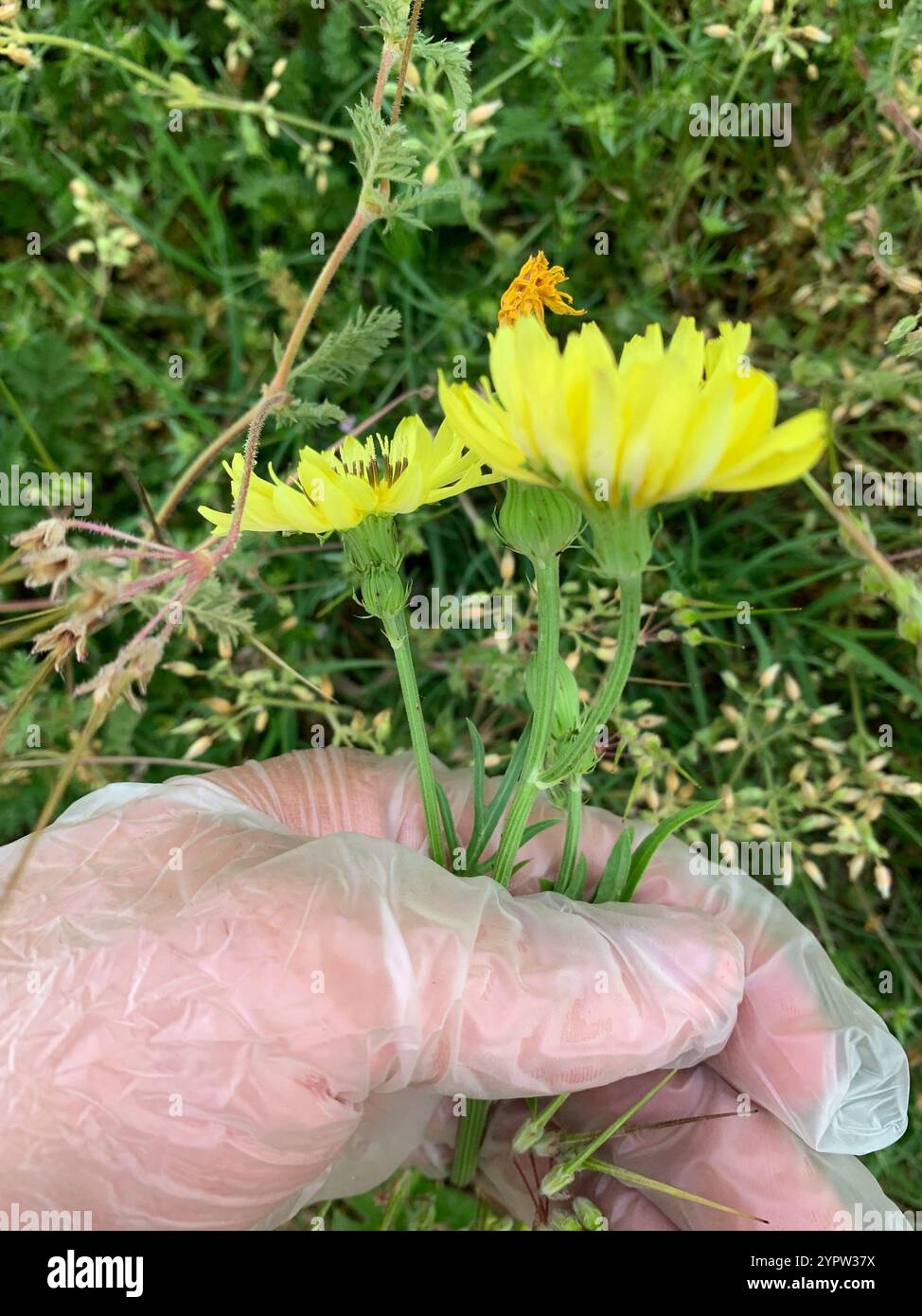 smallflower desert-chicory (Pyrrhopappus pauciflorus Stock Photo - Alamy
