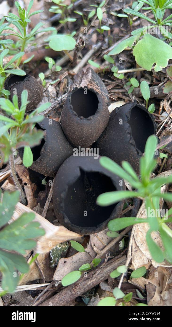 devil's urn (Urnula craterium Stock Photo - Alamy