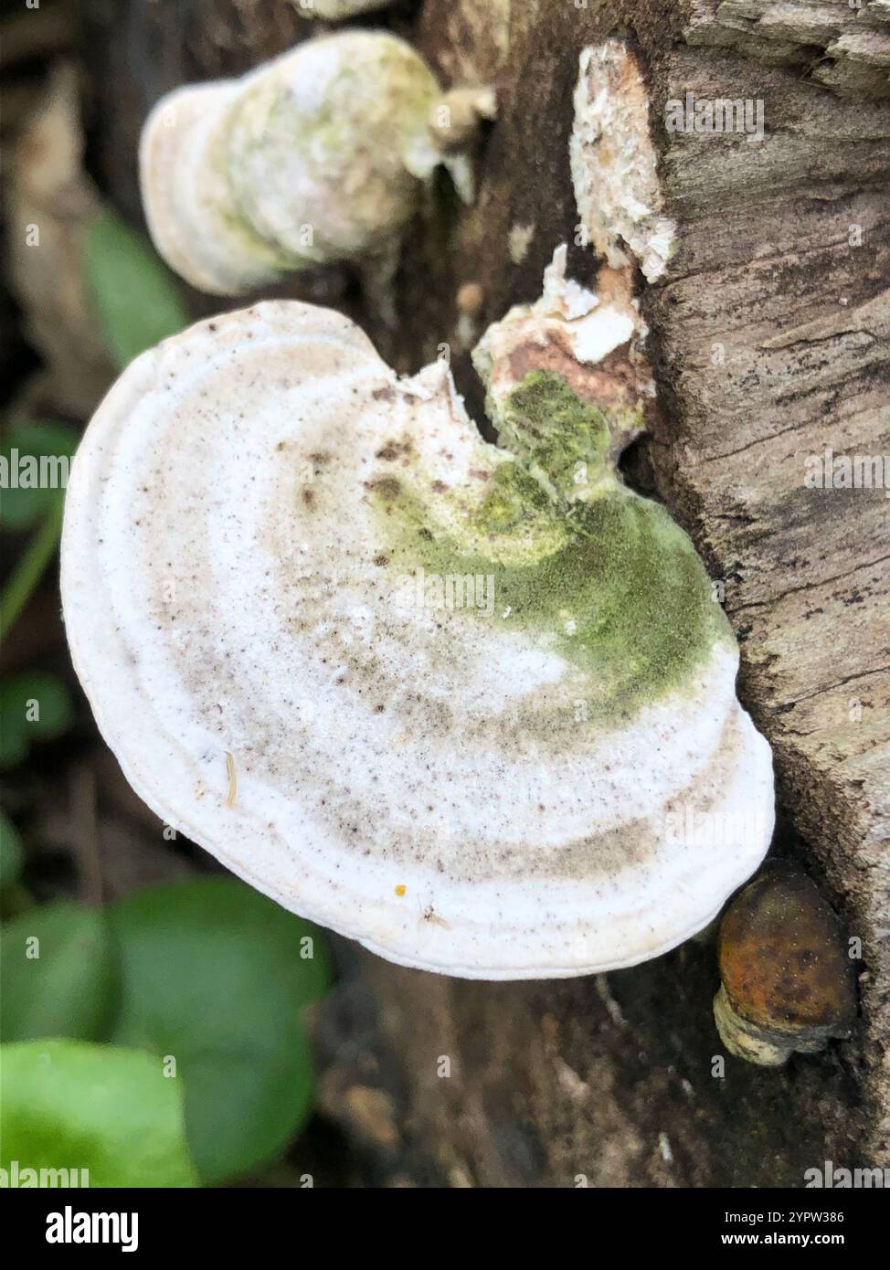Lumpy Bracket (Trametes gibbosa Stock Photo - Alamy