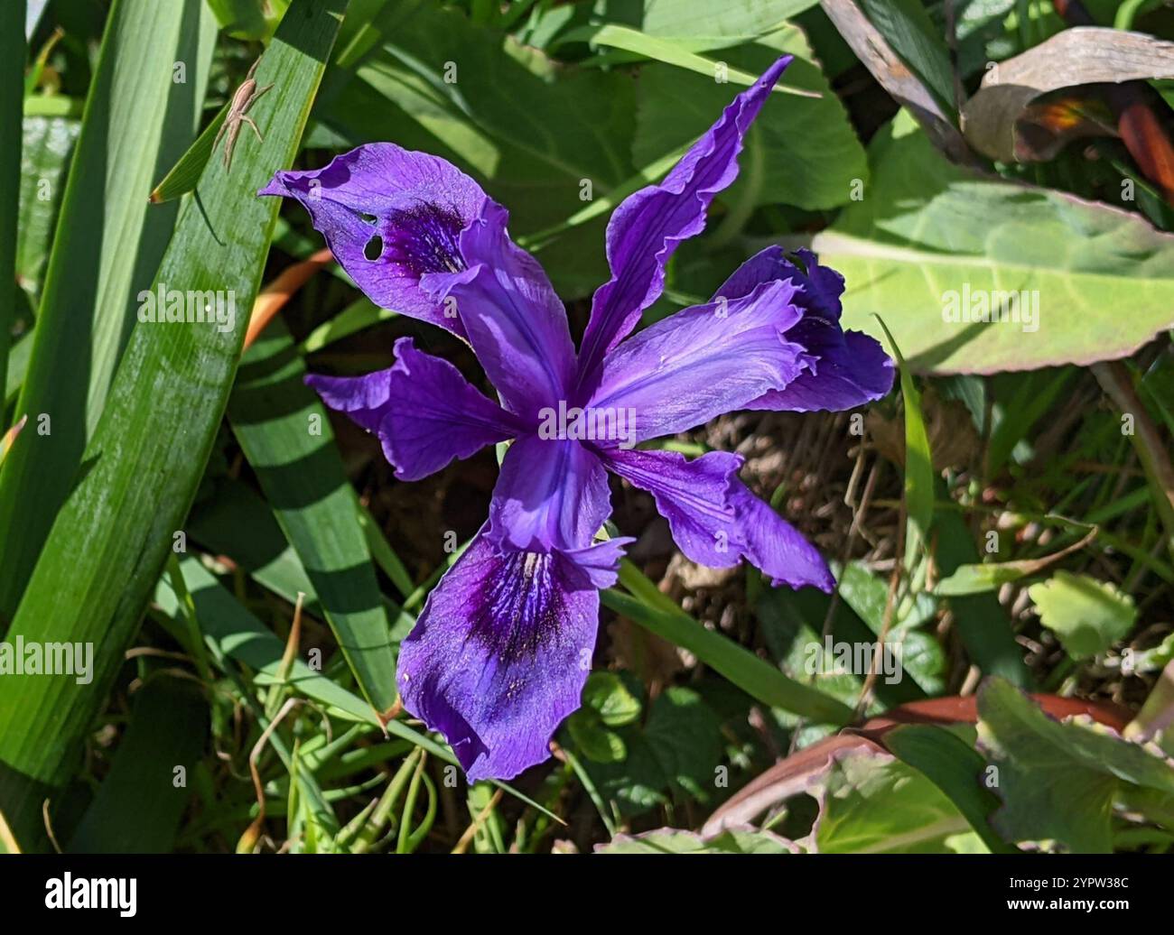Douglas iris (Iris douglasiana Stock Photo - Alamy