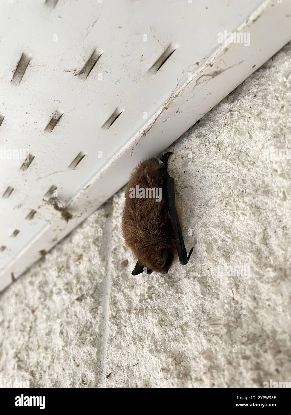 Mouse-eared Bats (Myotis Stock Photo - Alamy