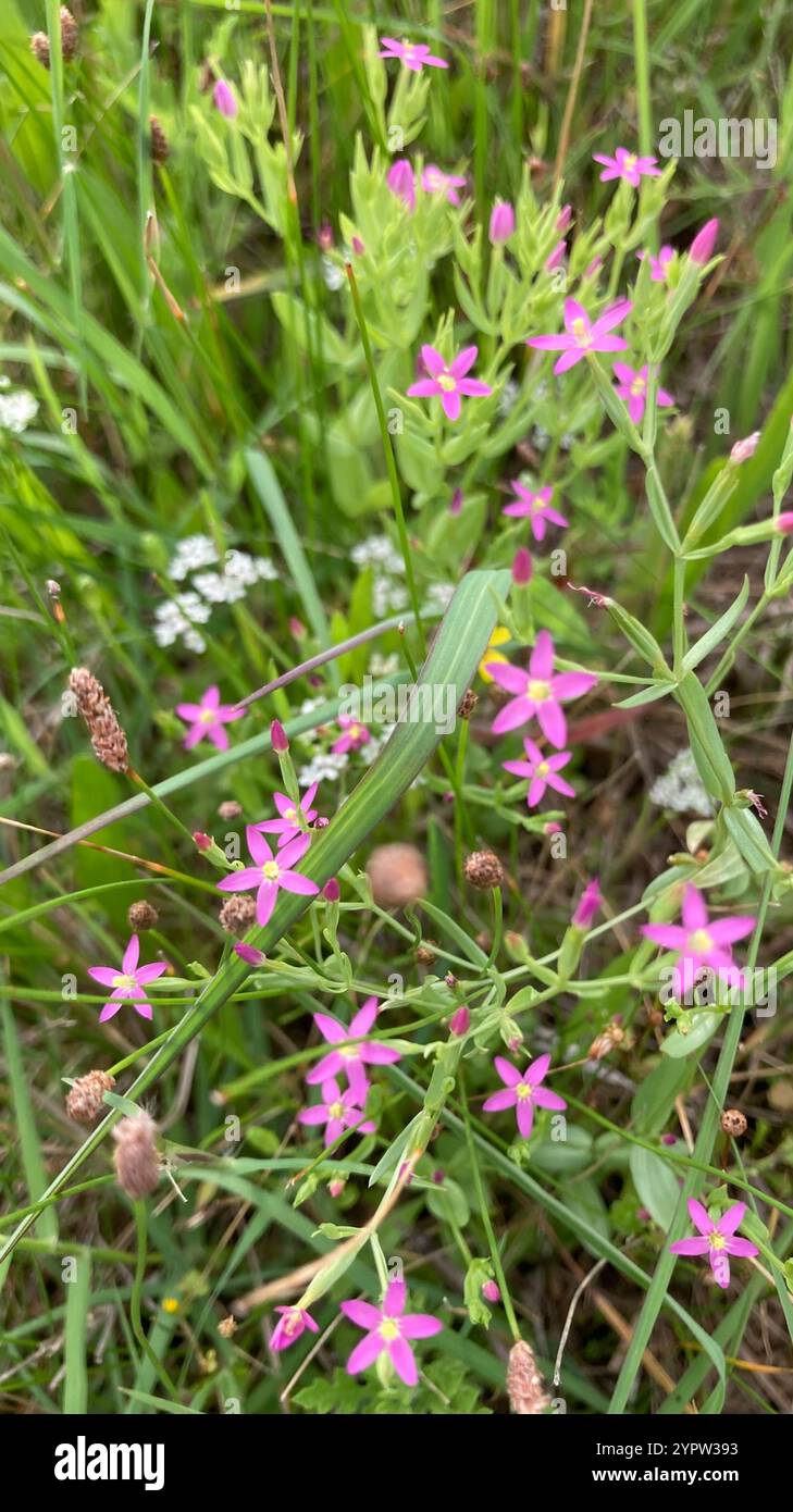 Lesser Centaury (Centaurium pulchellum Stock Photo - Alamy