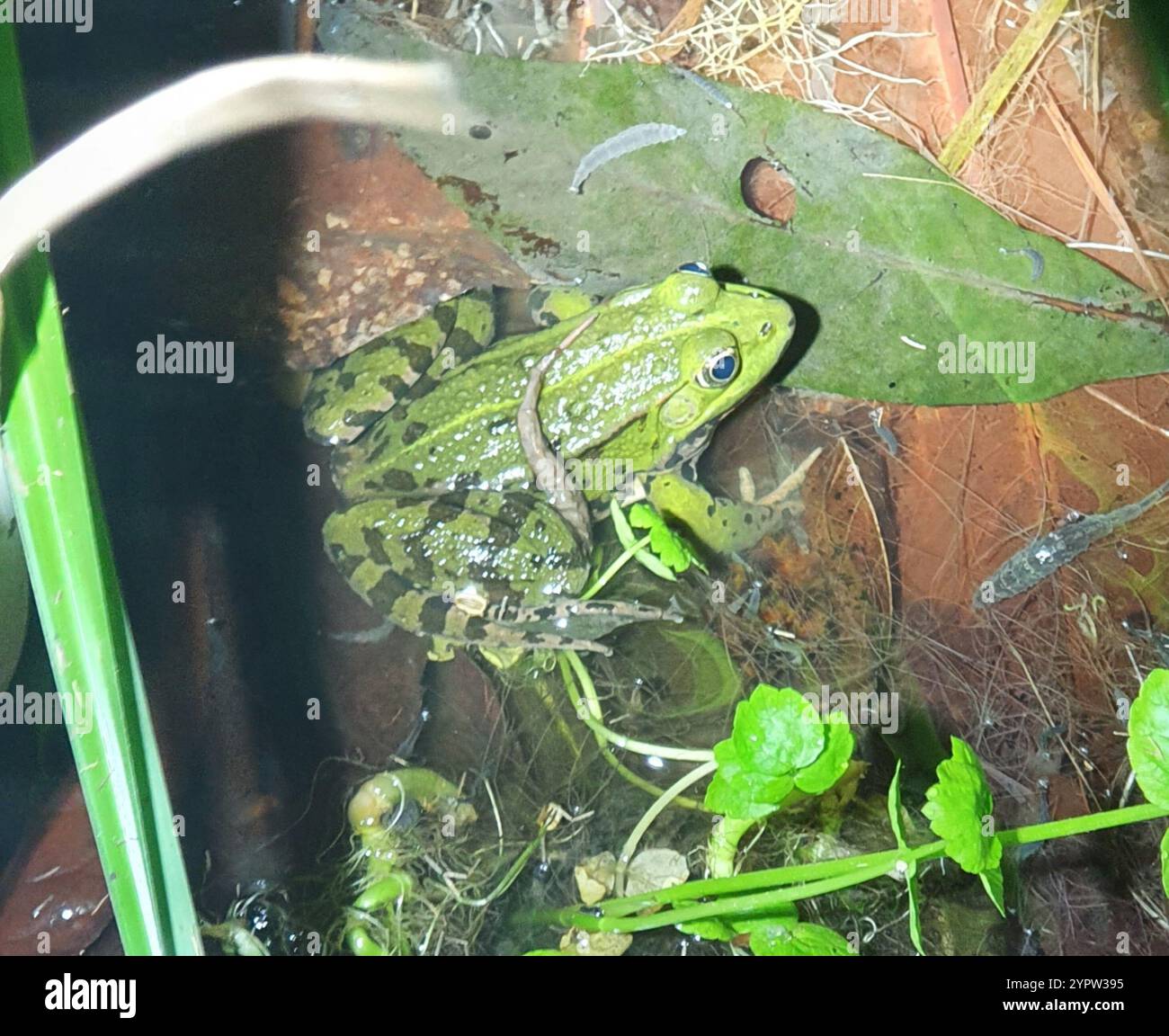 Pool frog complex and its kleptons (Pelophylax lessonae Stock Photo - Alamy