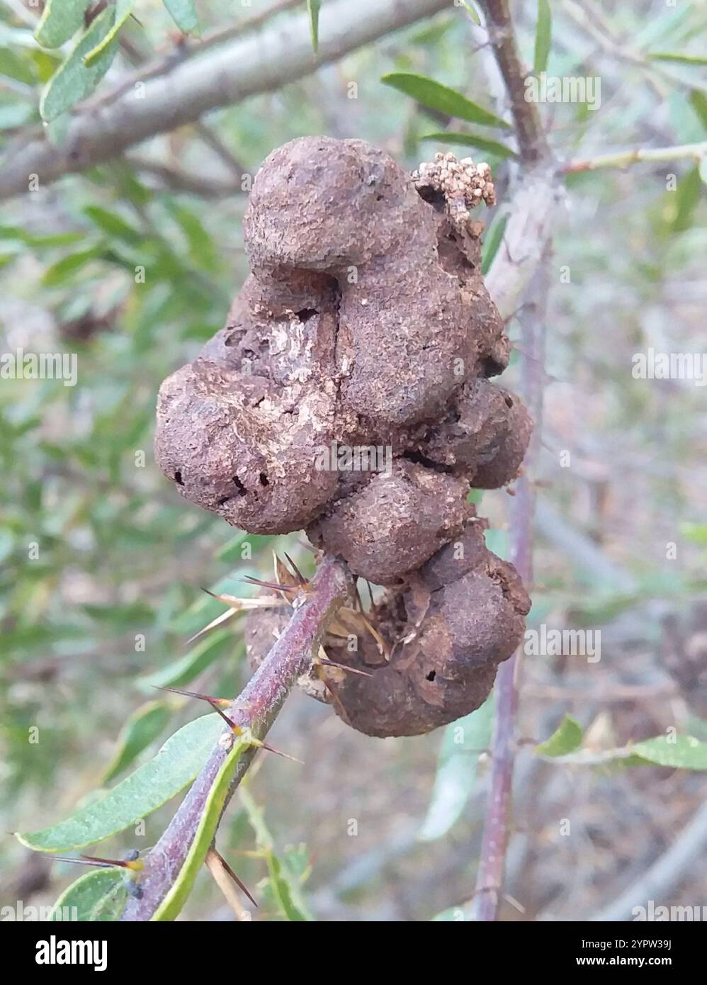Kangaroo Thorn Gall Rust (Uromycladium paradoxae Stock Photo - Alamy