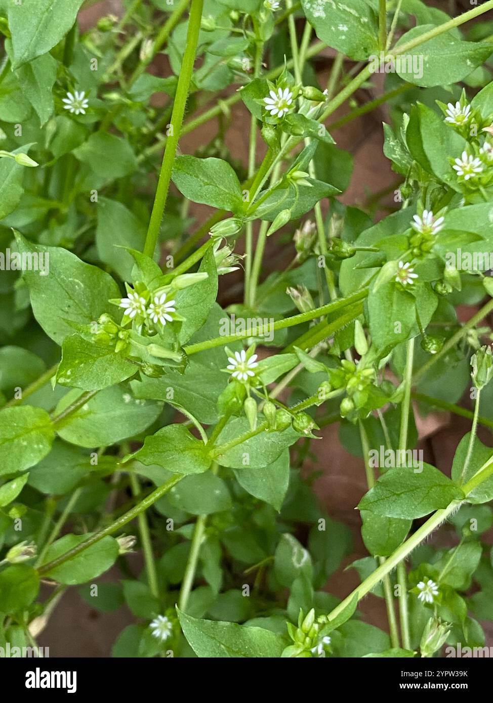 common chickweed (Stellaria media Stock Photo - Alamy