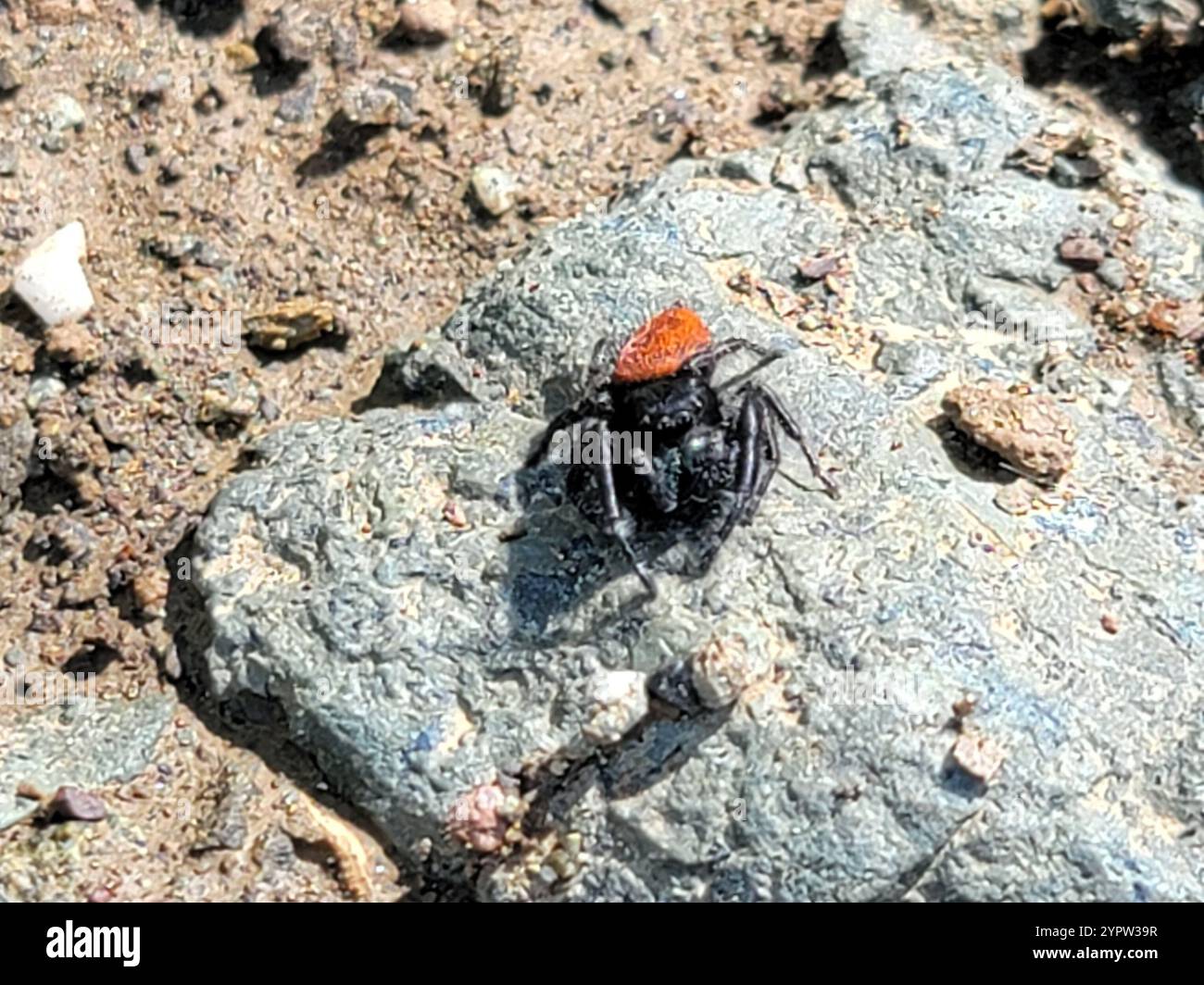 Johnson's Jumping Spider (Phidippus johnsoni Stock Photo - Alamy
