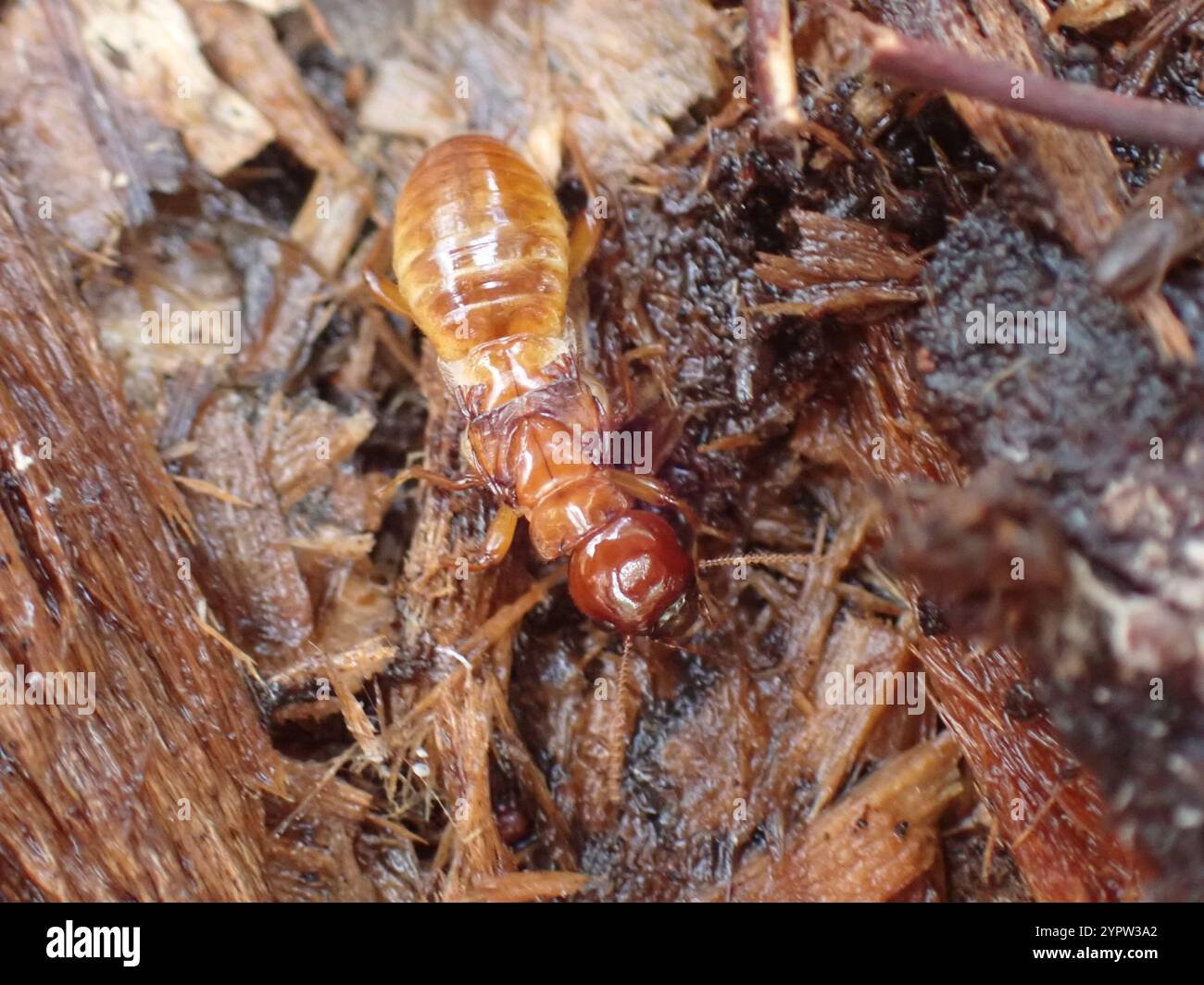 Pacific Dampwood Termite (Zootermopsis angusticollis Stock Photo - Alamy