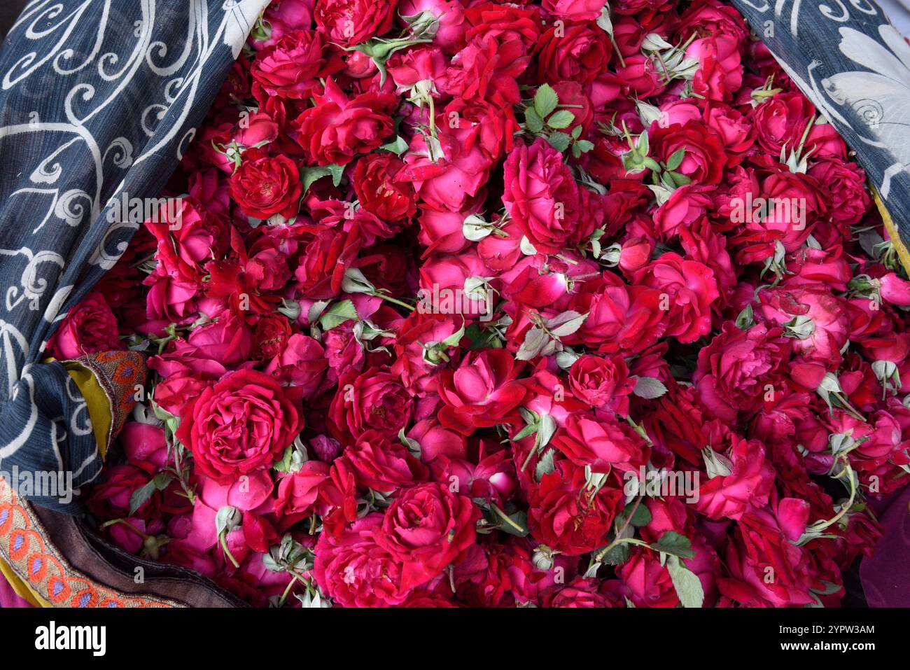 Beautiful collection freshly harvested hi-res stock photography and ...
