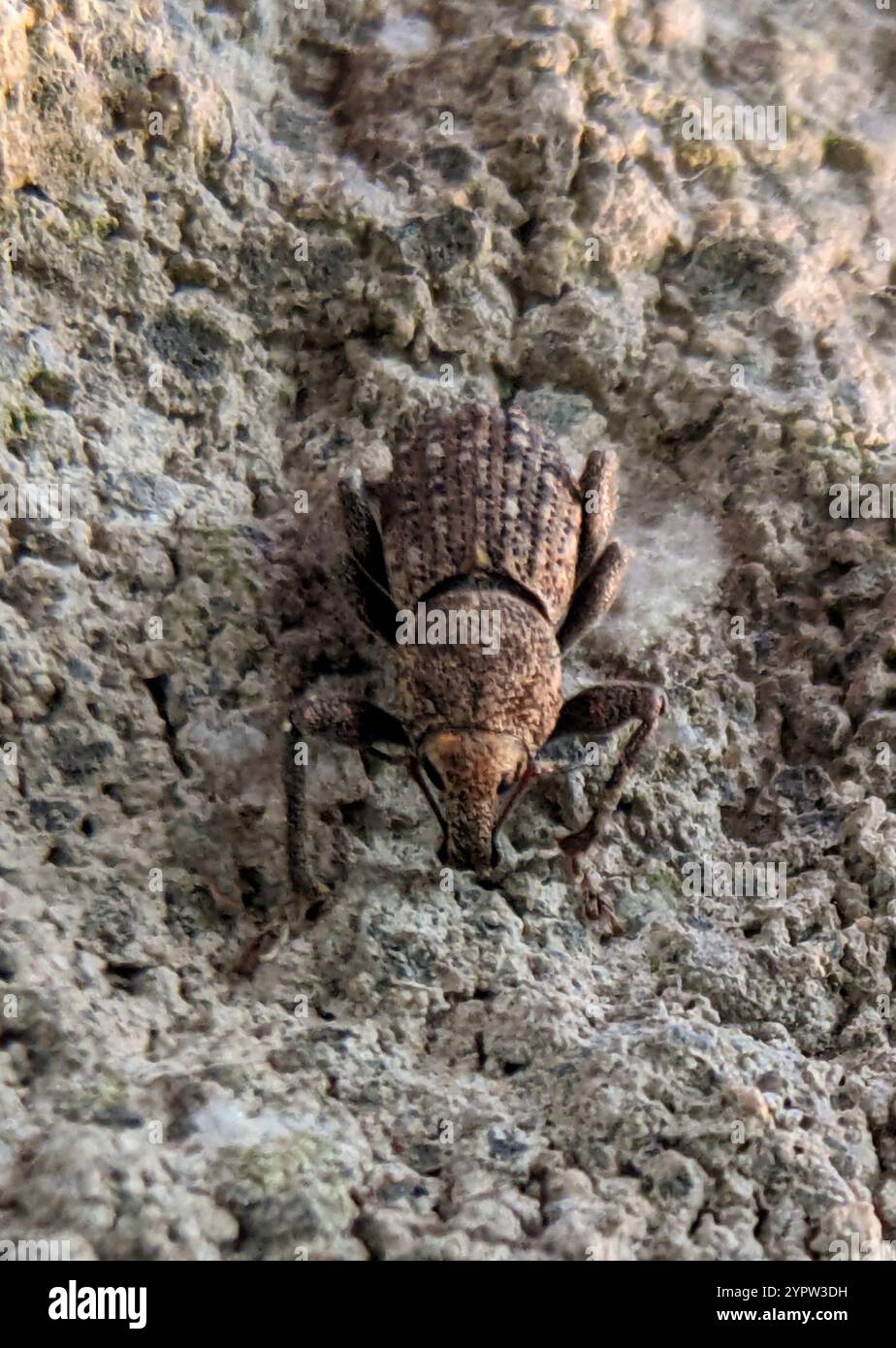 True Weevils (Curculionidae Stock Photo - Alamy