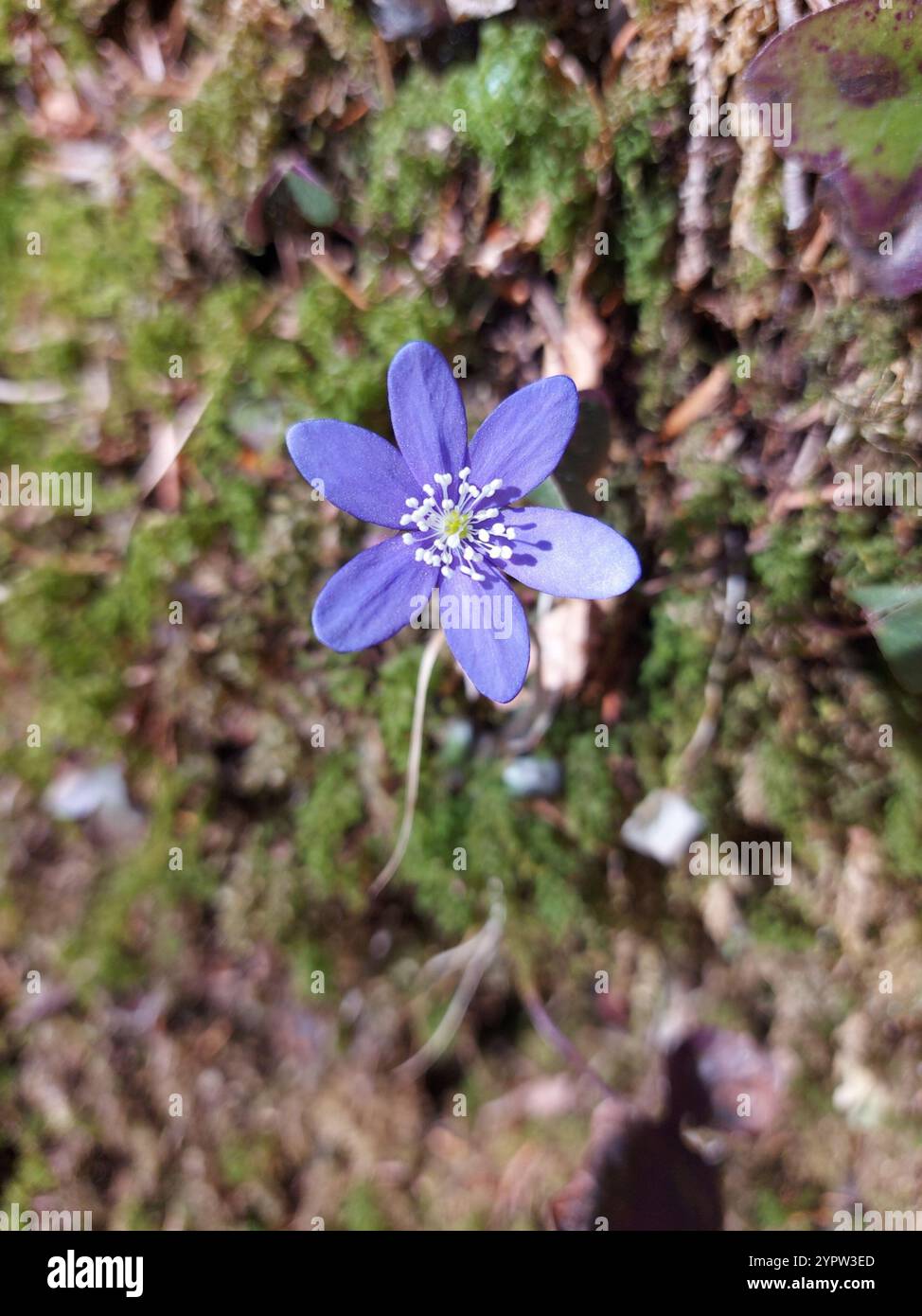 Liverleaf (Hepatica nobilis Stock Photo - Alamy