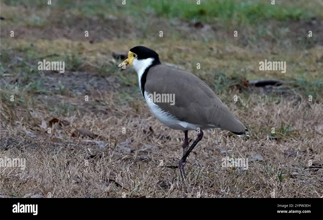Black-shouldered Masked Lapwing (Vanellus miles novaehollandiae Stock ...