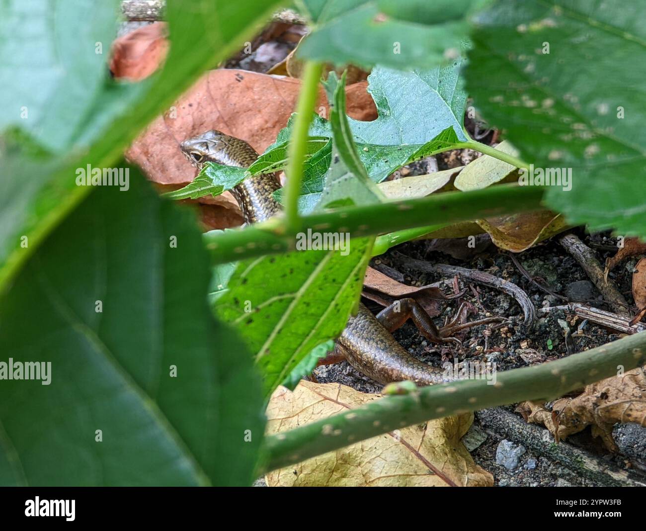 Indian Forest Skink (Sphenomorphus indicus Stock Photo - Alamy