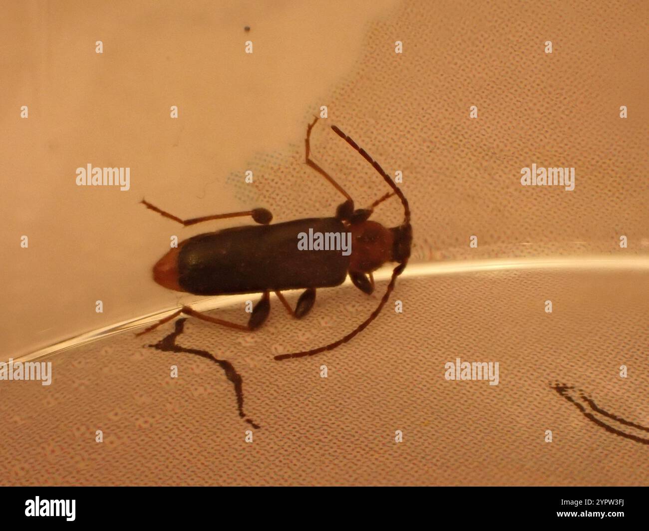 Tanbark Borer (Phymatodes testaceus Stock Photo - Alamy