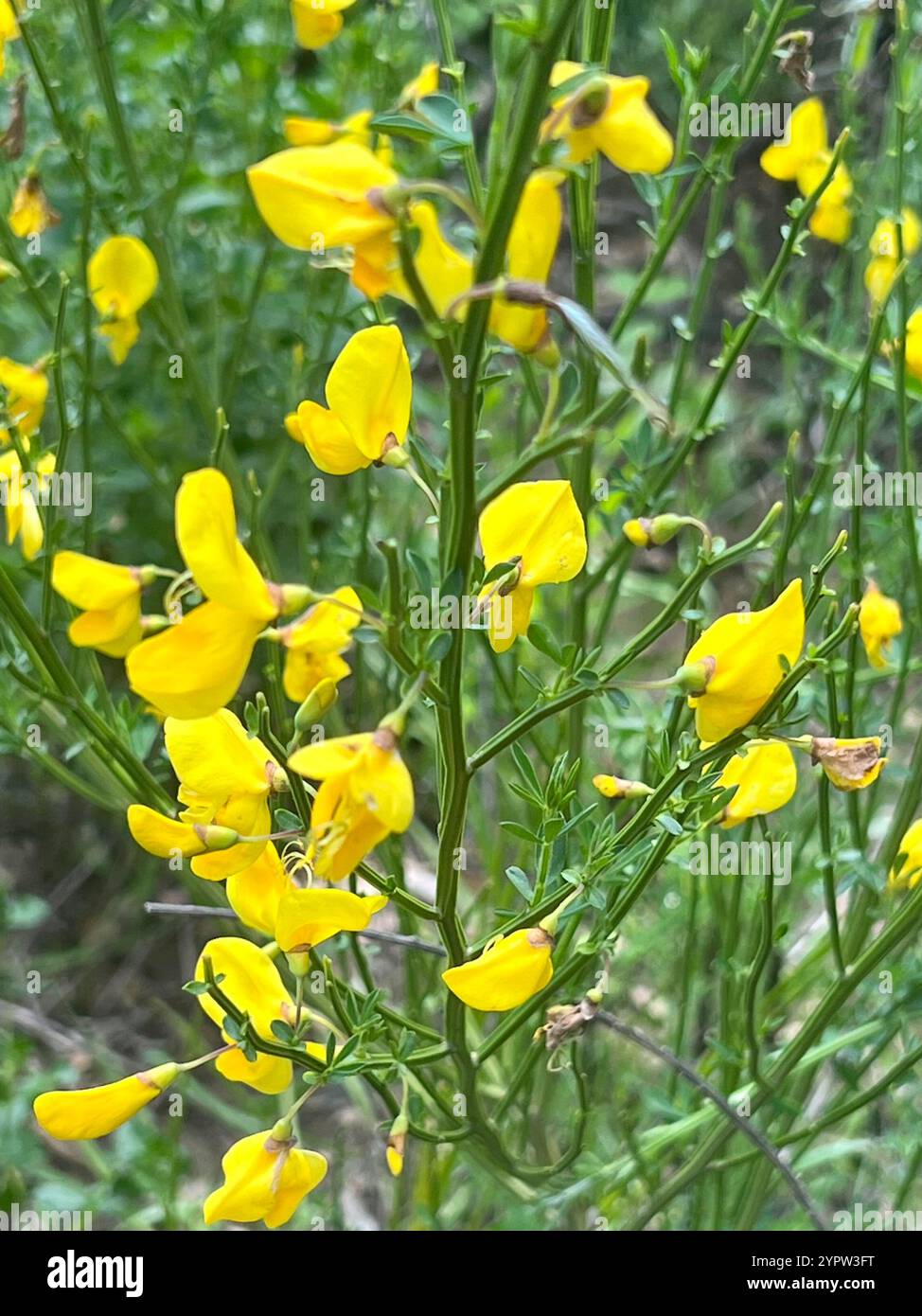 Scotch Broom (Cytisus scoparius Stock Photo - Alamy