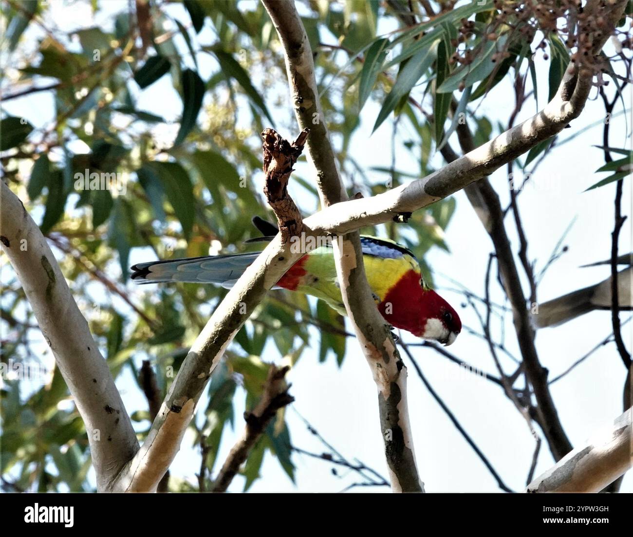 Eastern Rosella (Platycercus eximius Stock Photo - Alamy