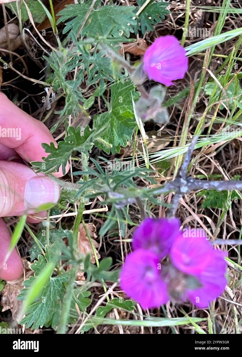 checkerbloom (Sidalcea malviflora Stock Photo - Alamy