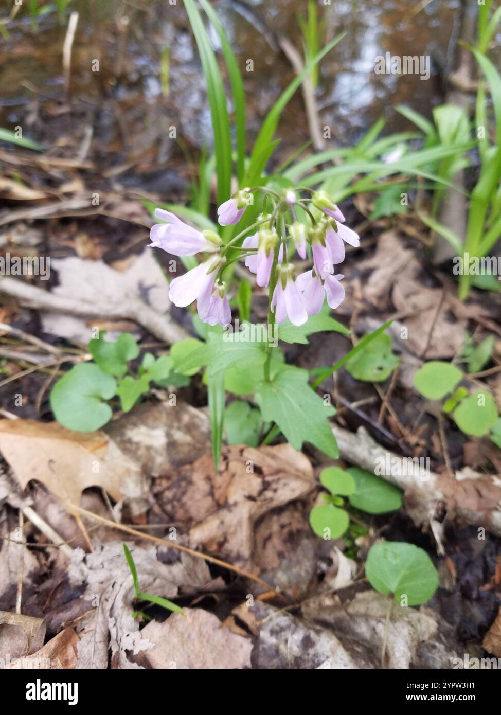 Purple Cress (Cardamine douglassii Stock Photo - Alamy