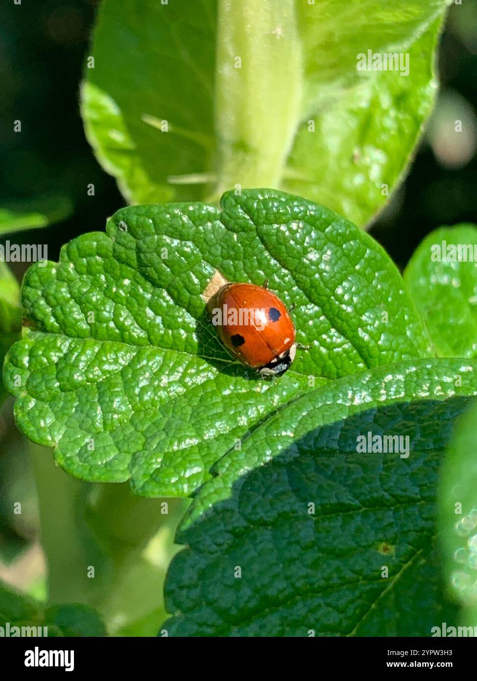 Two-spotted Lady Beetle (Adalia bipunctata Stock Photo - Alamy