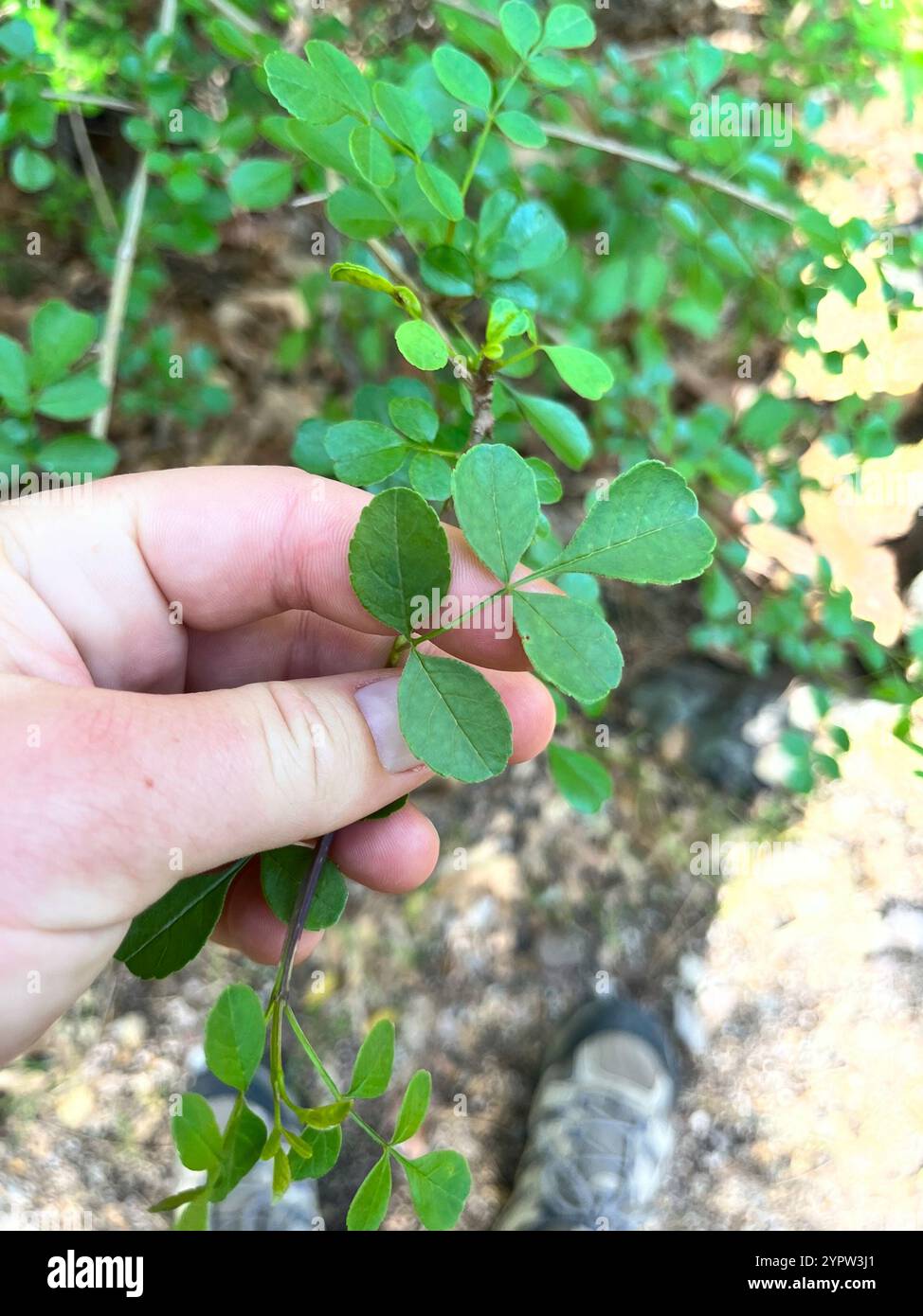 California Ash (Fraxinus dipetala Stock Photo - Alamy