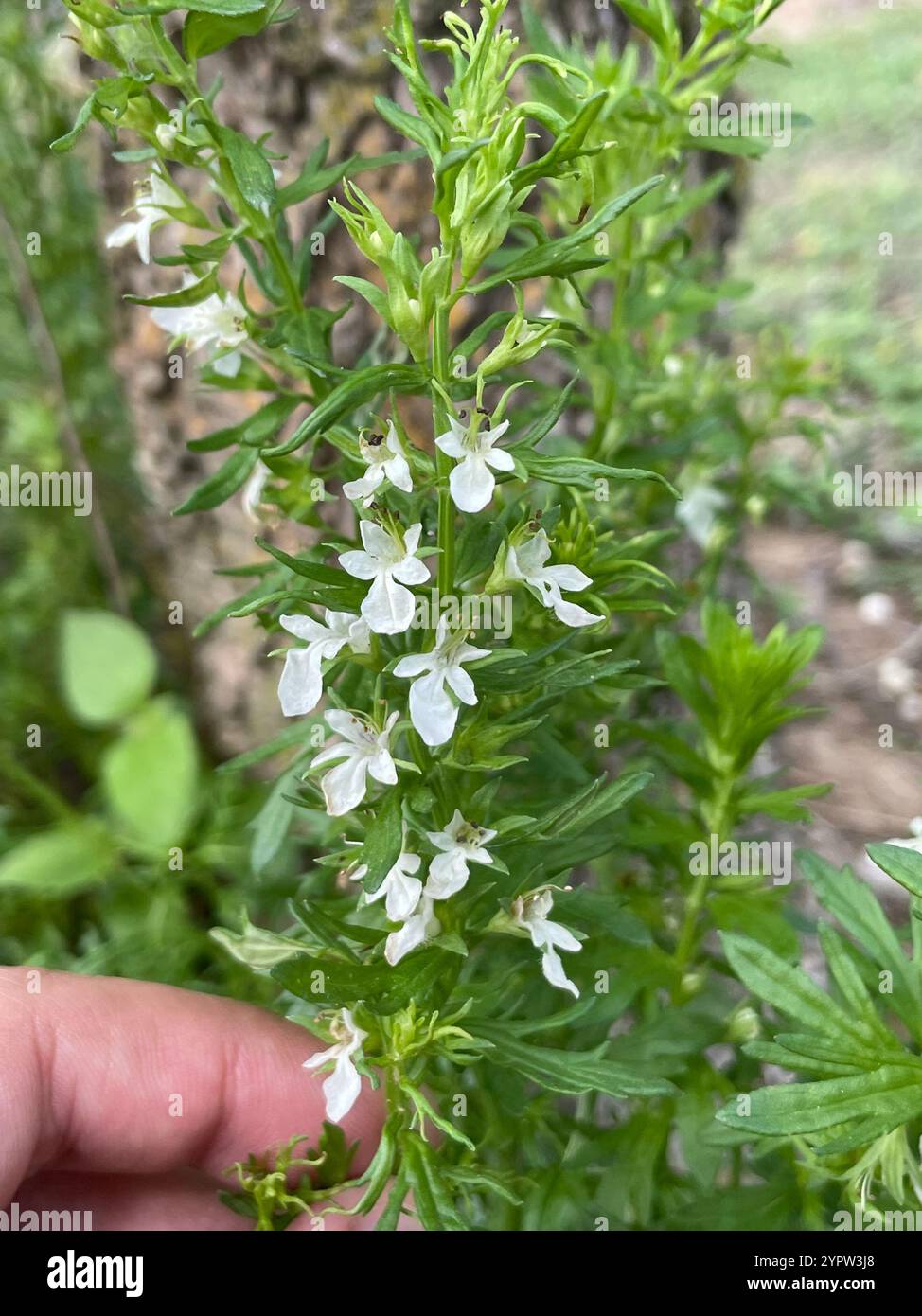 coastal germander (Teucrium cubense Stock Photo - Alamy