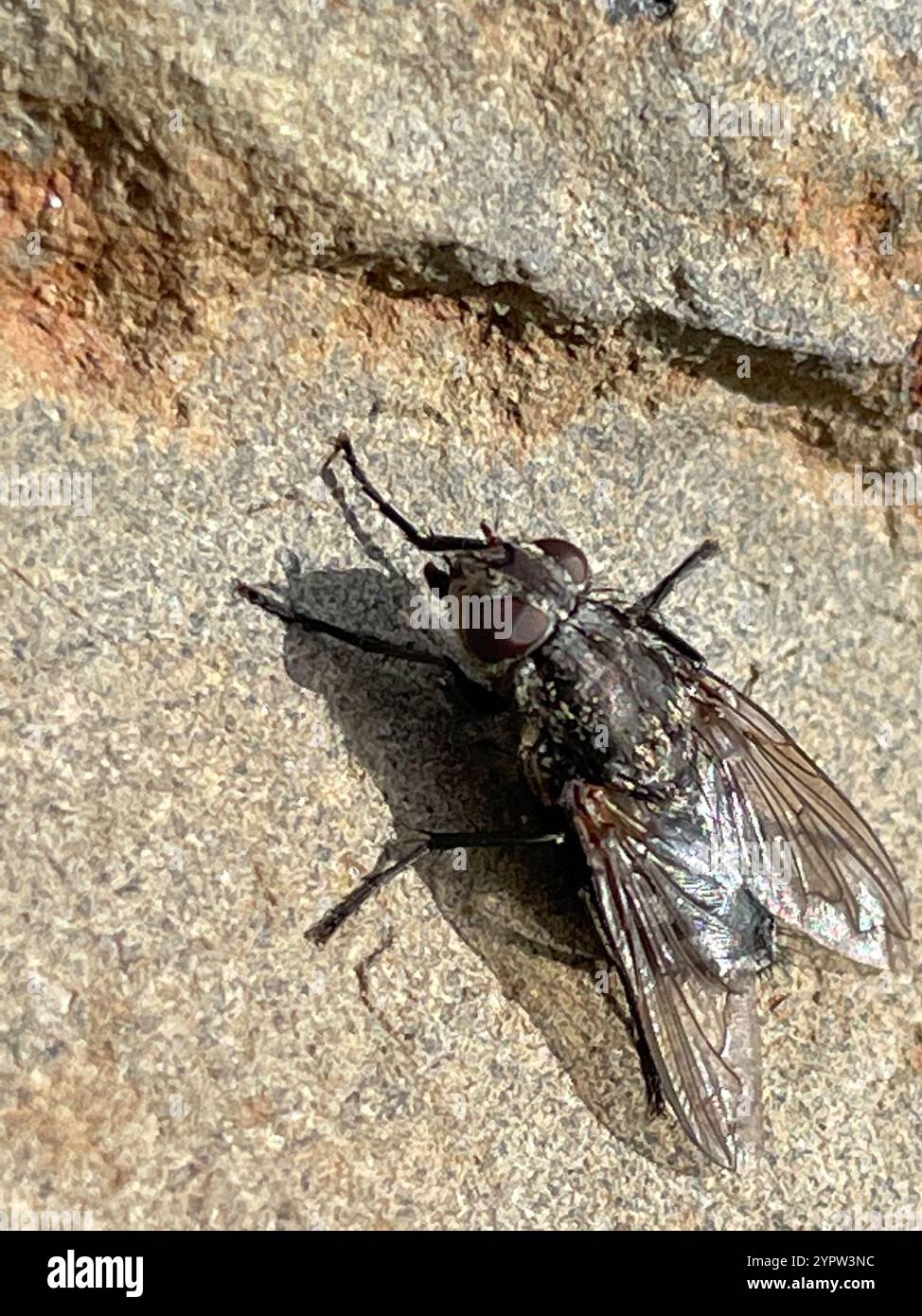 Vagabond cluster fly hi-res stock photography and images - Alamy
