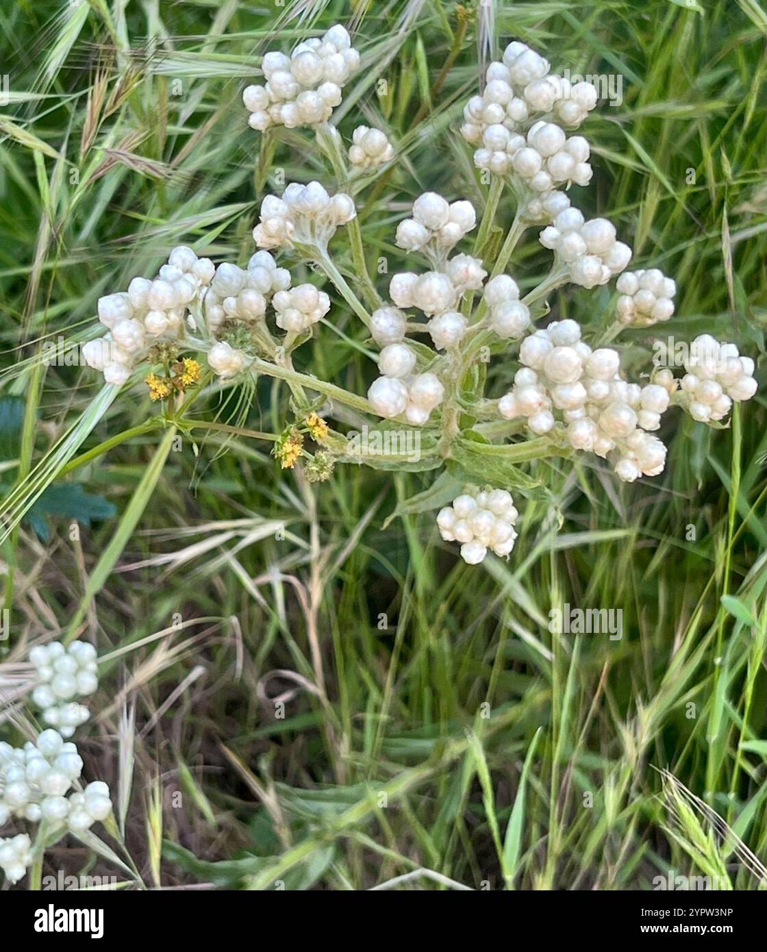 California cudweed (Pseudognaphalium californicum Stock Photo - Alamy