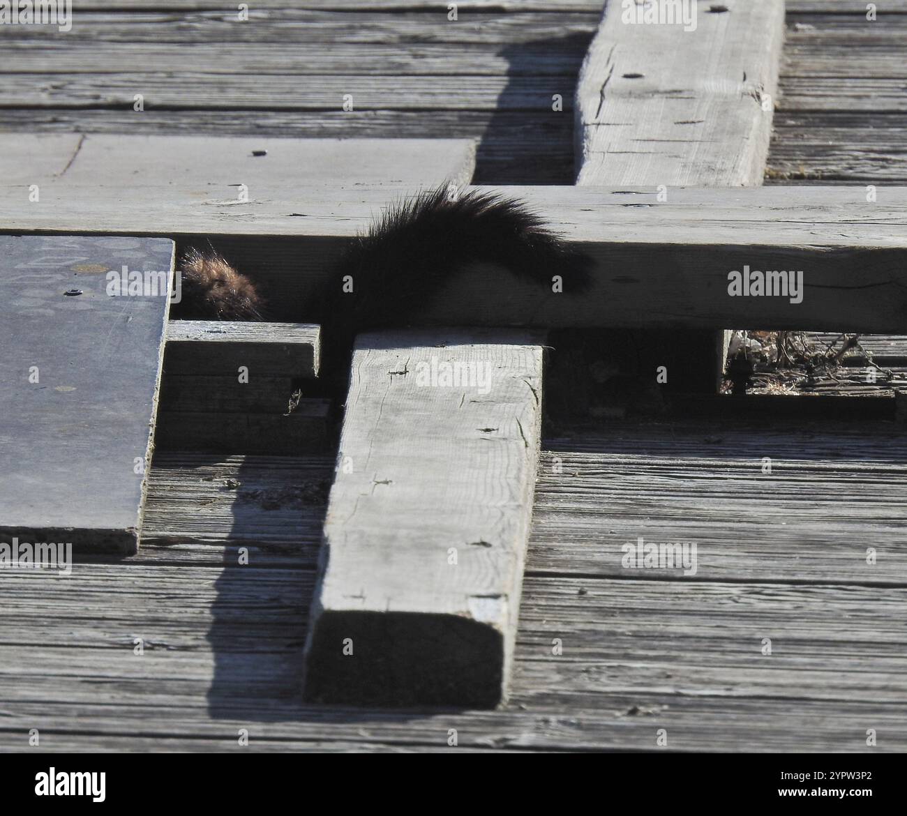 American Mink (Neogale vison Stock Photo - Alamy