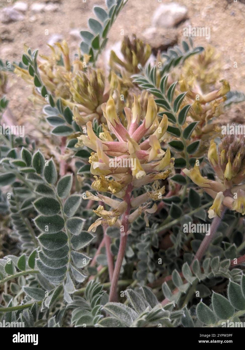 Woolly Locoweed (Astragalus mollissimus Stock Photo - Alamy