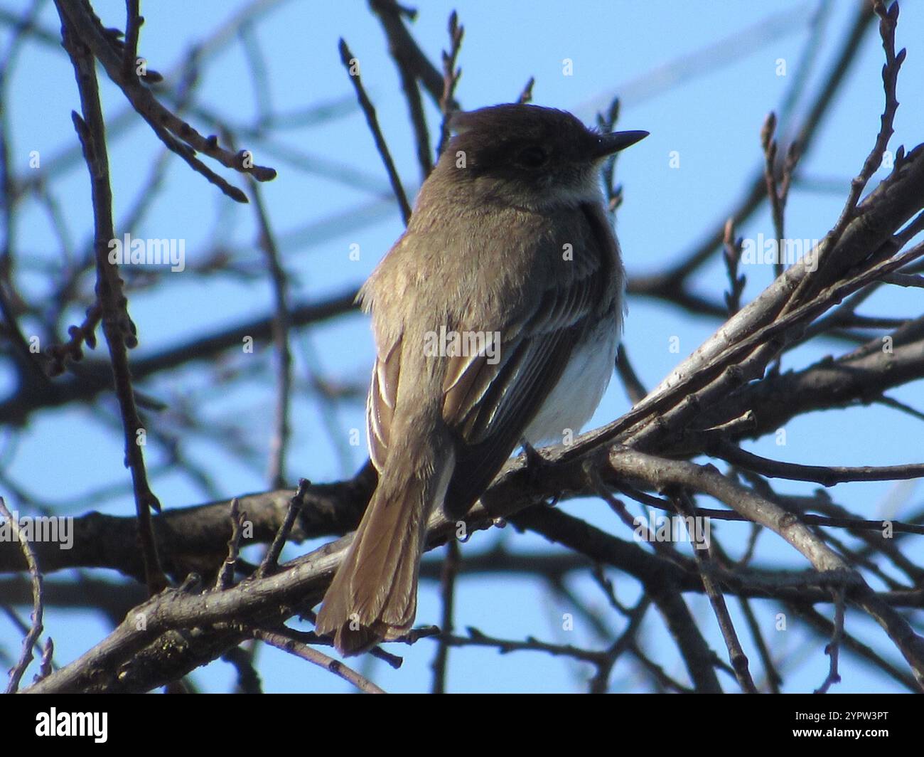 Eastern Phoebe (Sayornis phoebe Stock Photo - Alamy