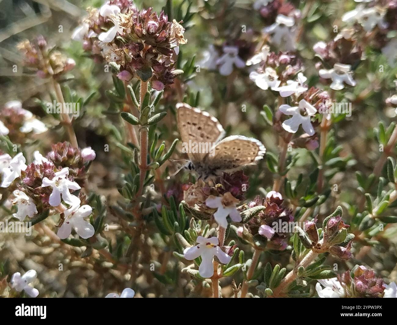 Panoptes Blue (Pseudophilotes panoptes Stock Photo - Alamy