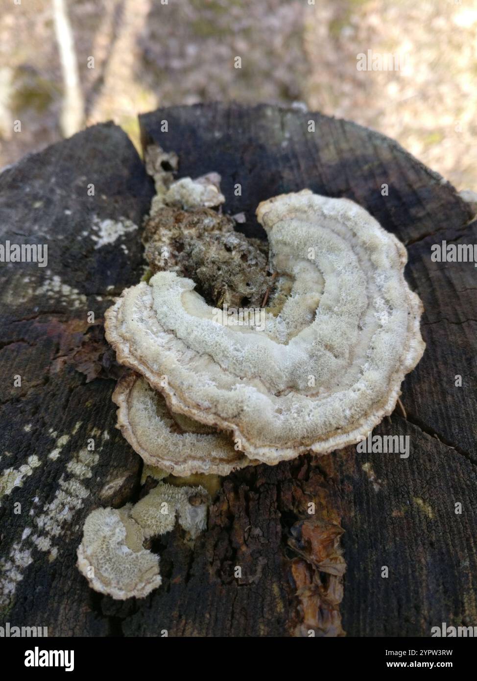 Gilled Polypore (Trametes betulina Stock Photo - Alamy