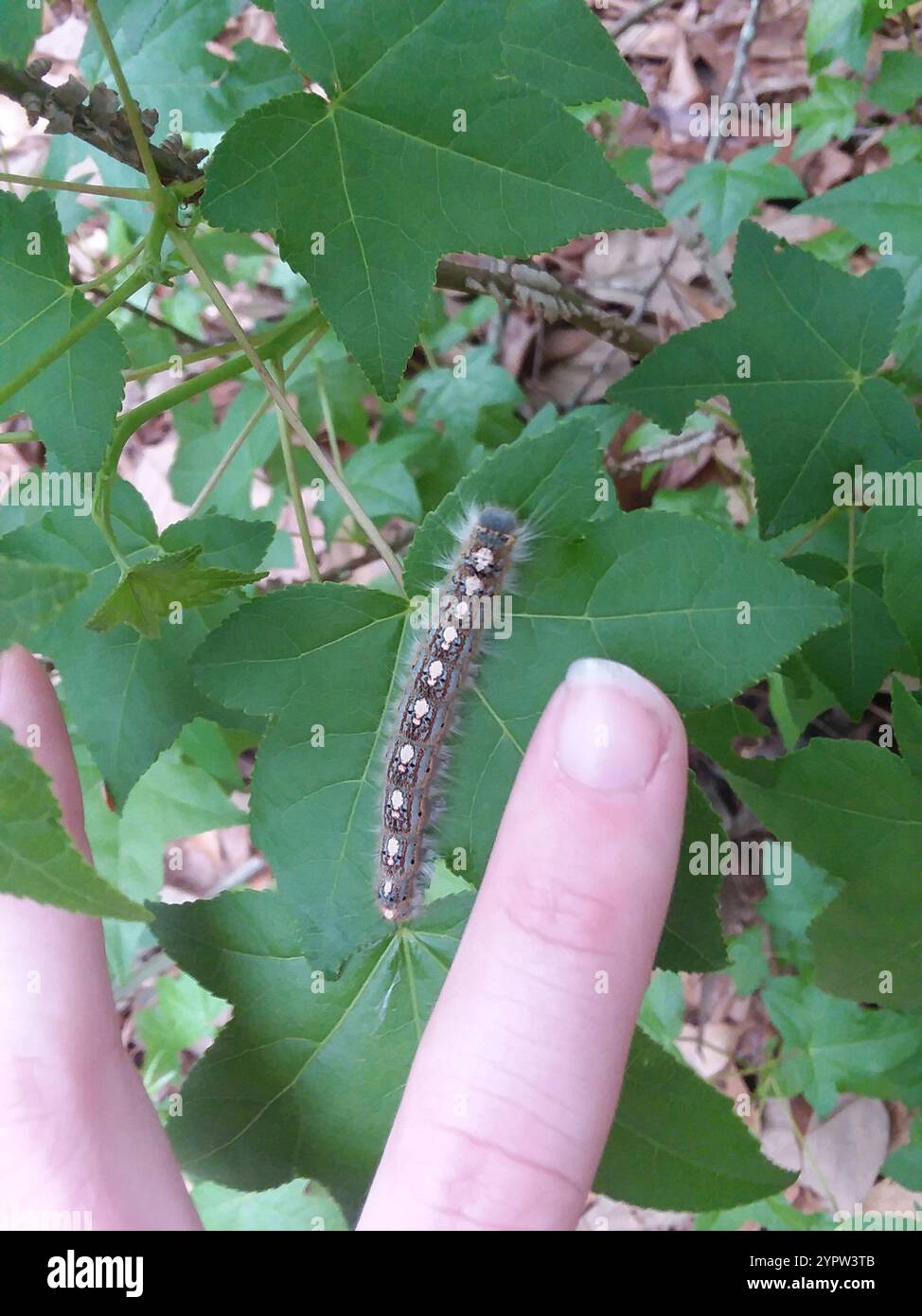 Forest Tent Caterpillar Moth (Malacosoma disstria Stock Photo - Alamy