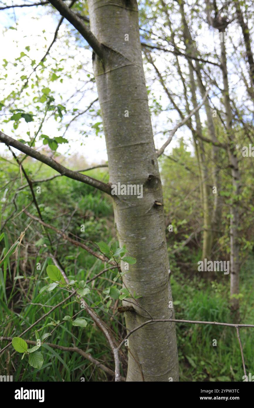 white alder (Alnus rhombifolia Stock Photo - Alamy