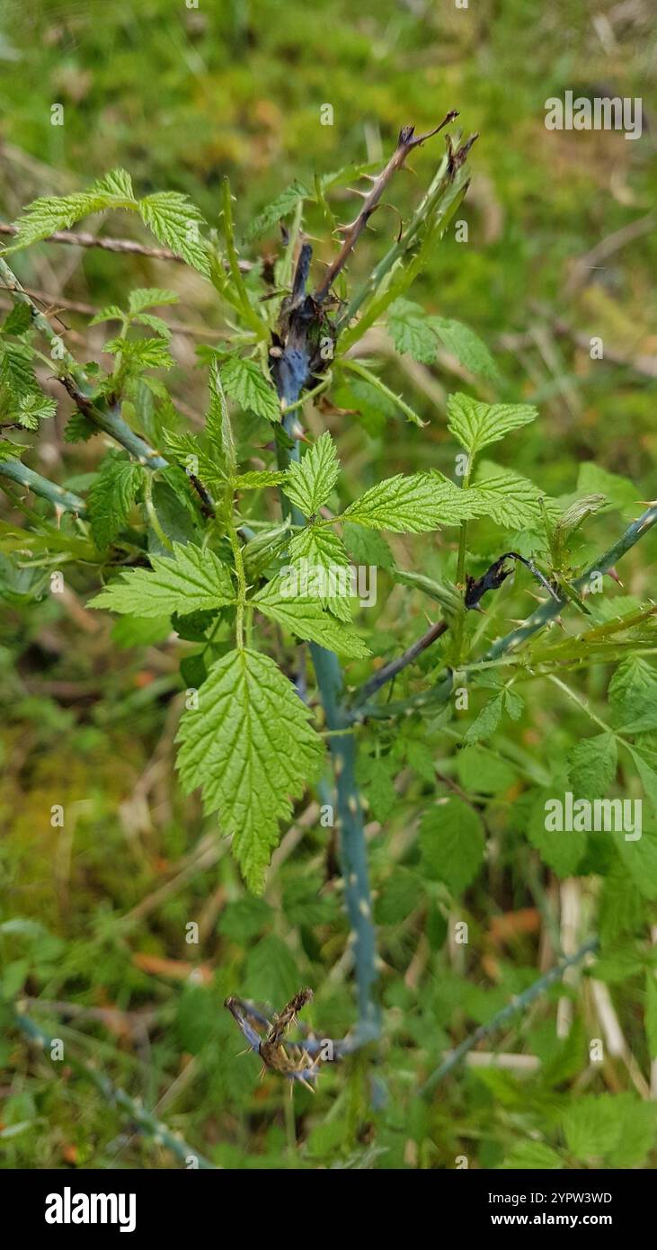 whitebark raspberry (Rubus leucodermis Stock Photo - Alamy