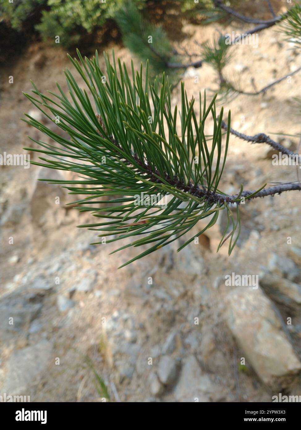lodgepole pine (Pinus contorta Stock Photo - Alamy