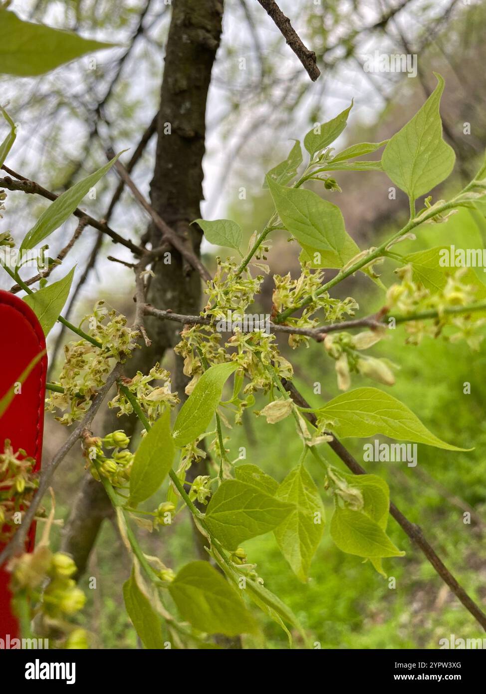 sugar hackberry (Celtis laevigata Stock Photo - Alamy