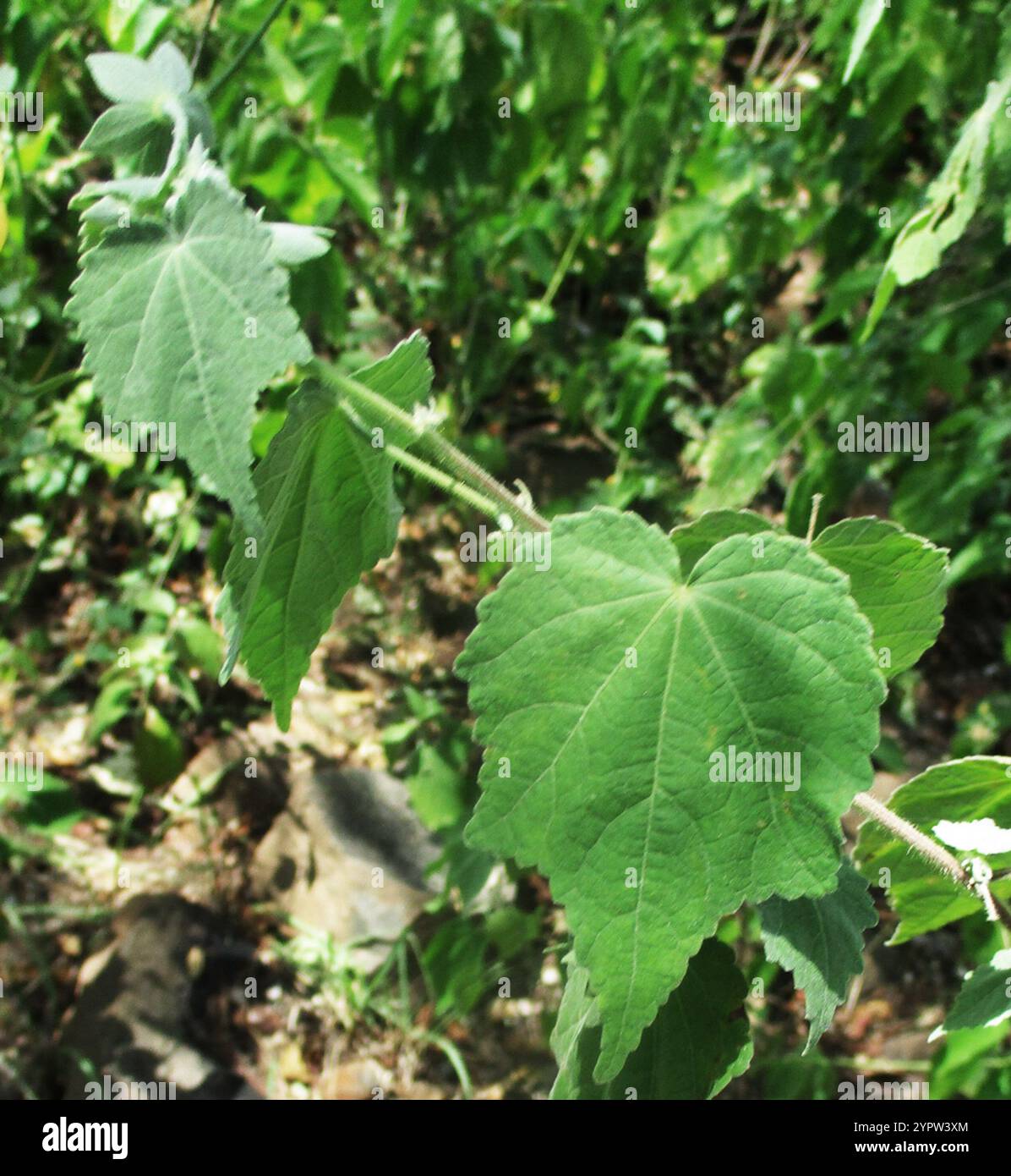 Pavonia burchellii hi-res stock photography and images - Alamy
