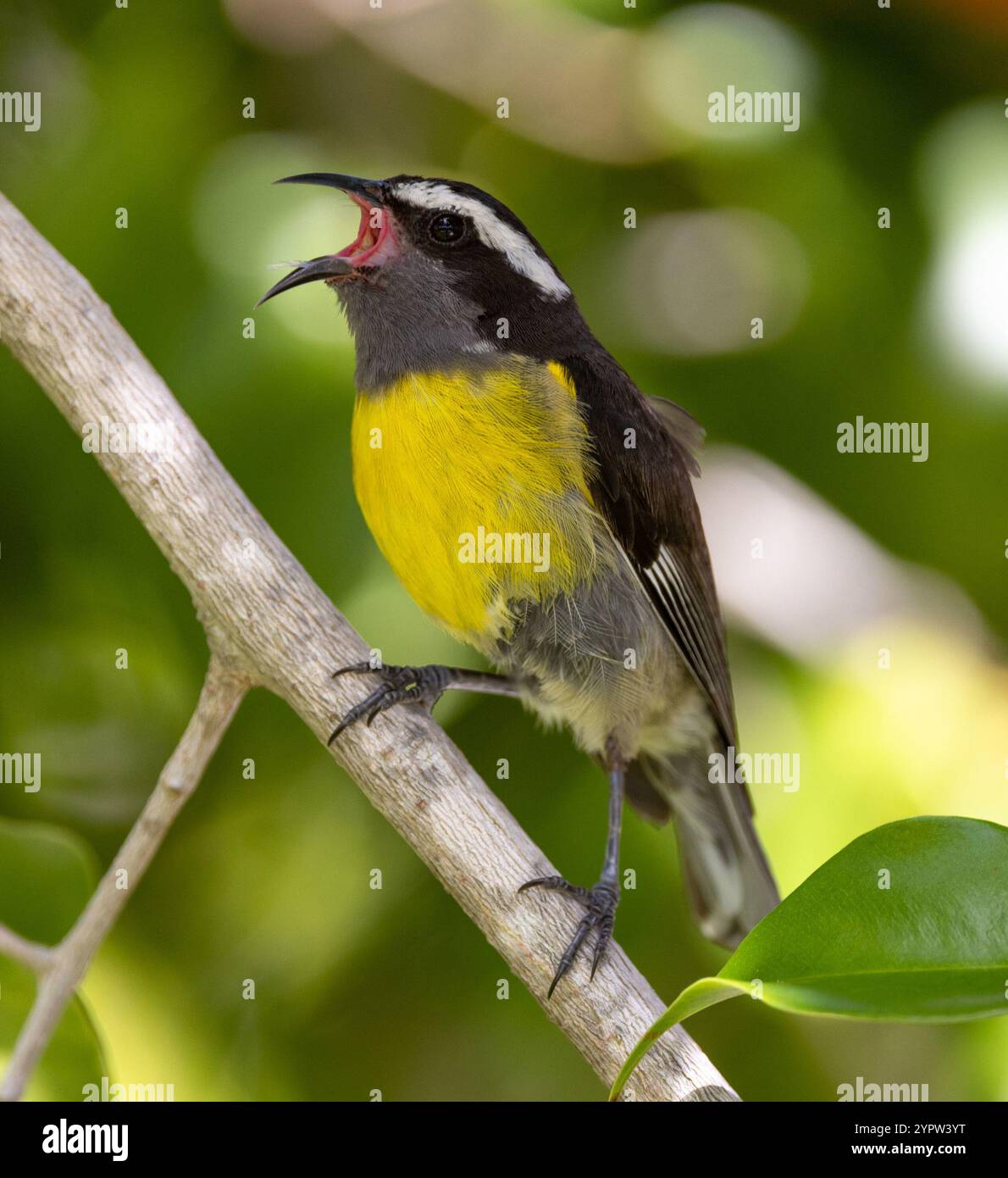 Bananaquit (Coereba flaveola Stock Photo - Alamy