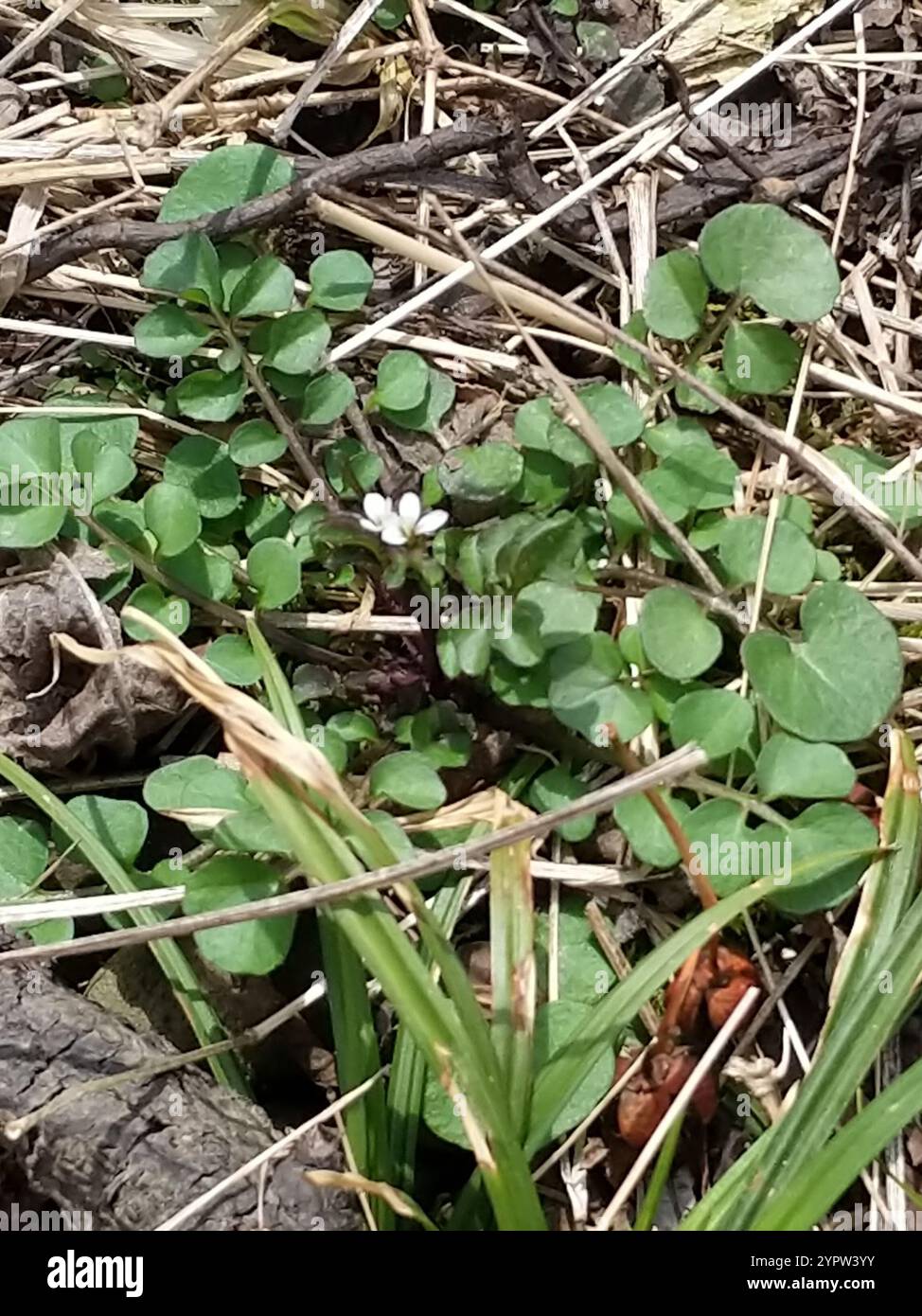hairy bittercress (Cardamine hirsuta Stock Photo - Alamy