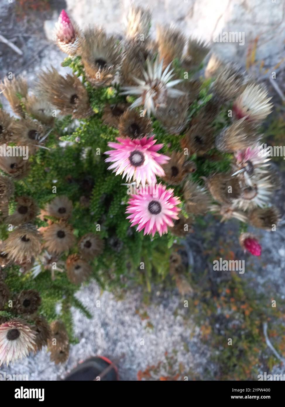 Cape everlasting (Phaenocoma prolifera Stock Photo - Alamy