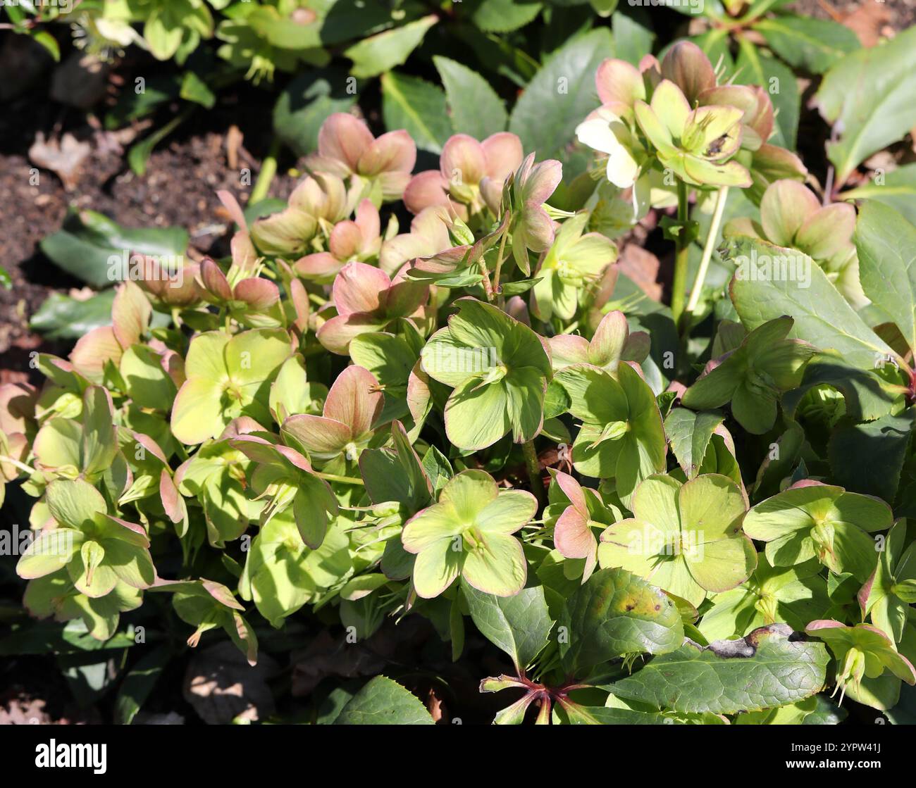 Hellebore, Helleborus "Ice Breaker", Ranunculaceae. UK Stock Photo - Alamy