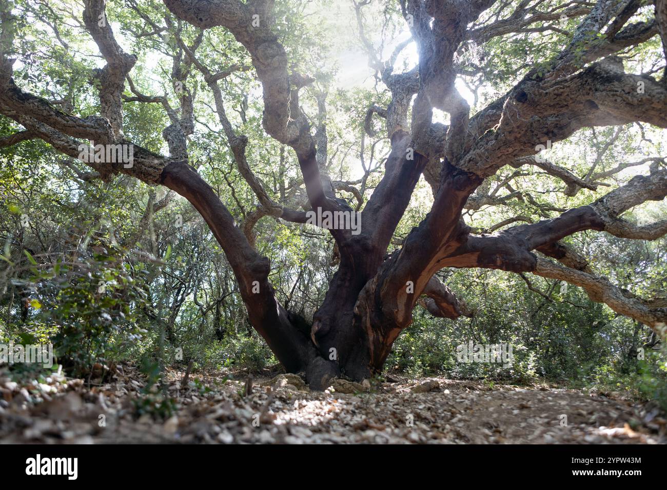 Majestic Tree with Spreading Branches in Forest Stock Photo - Alamy