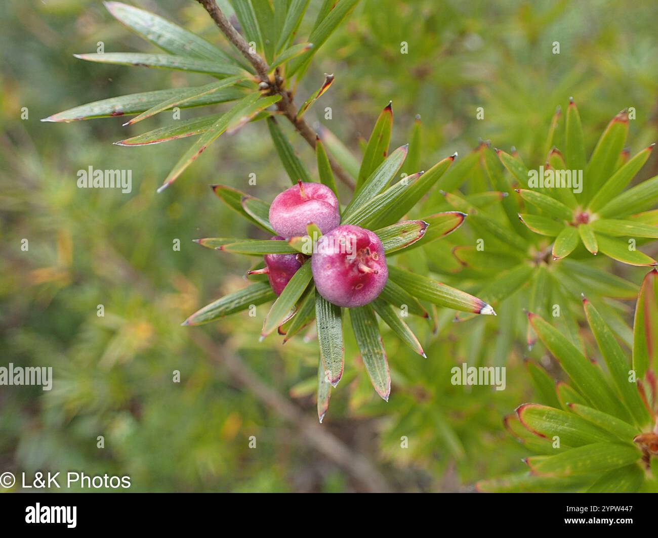 Cheeseberry (Cyathodes glauca Stock Photo - Alamy