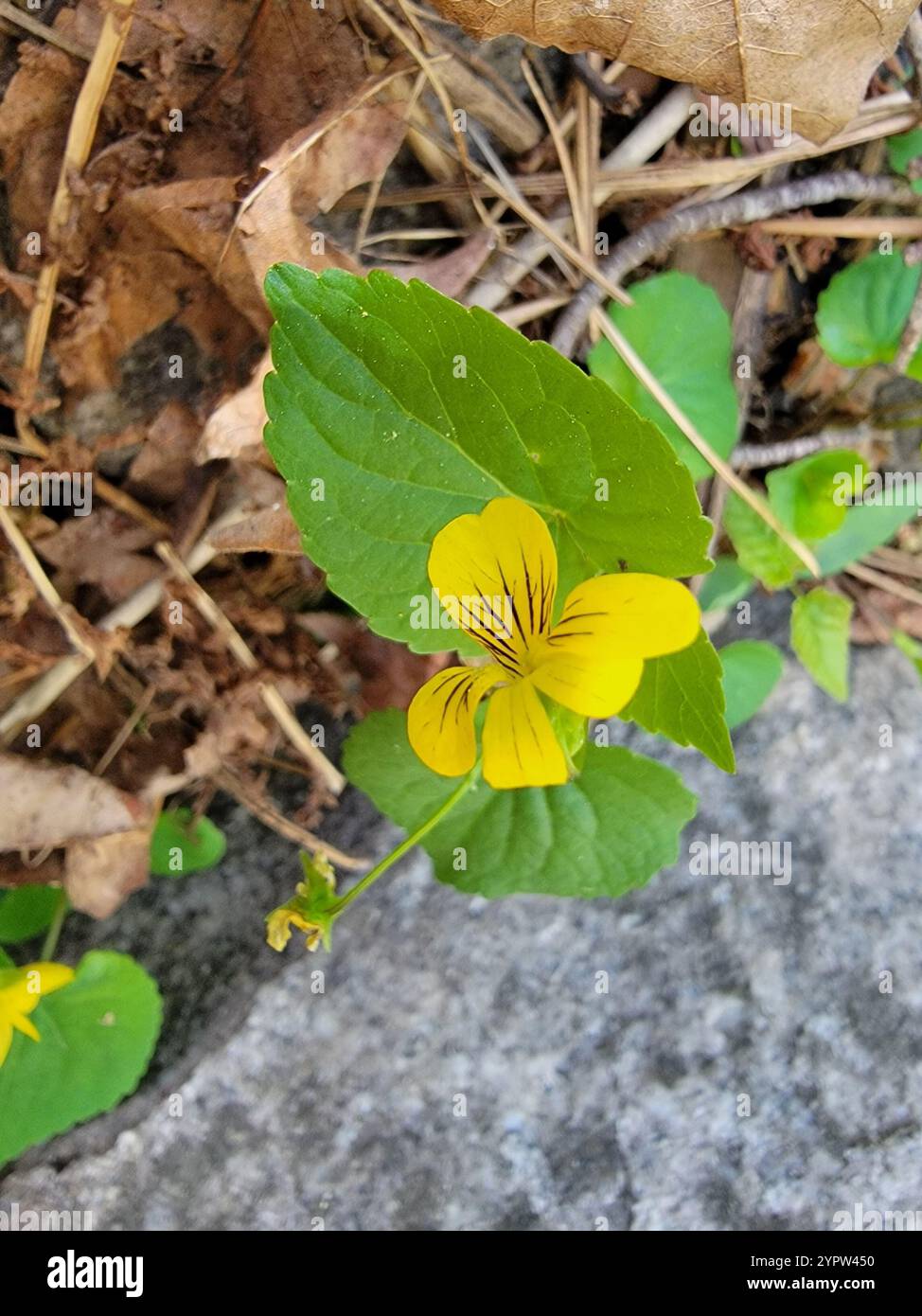 stream violet (Viola glabella Stock Photo - Alamy