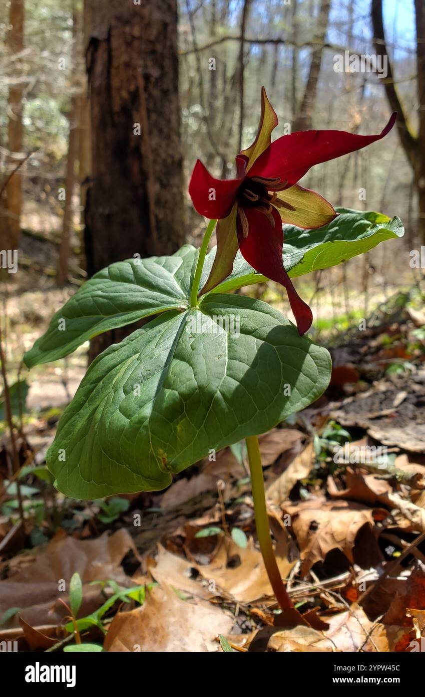 red trillium (Trillium erectum Stock Photo - Alamy