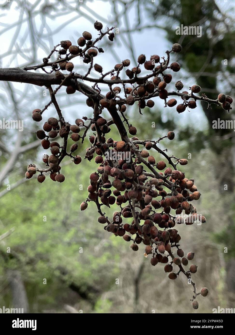 Prairie flameleaf sumac (Rhus lanceolata Stock Photo - Alamy