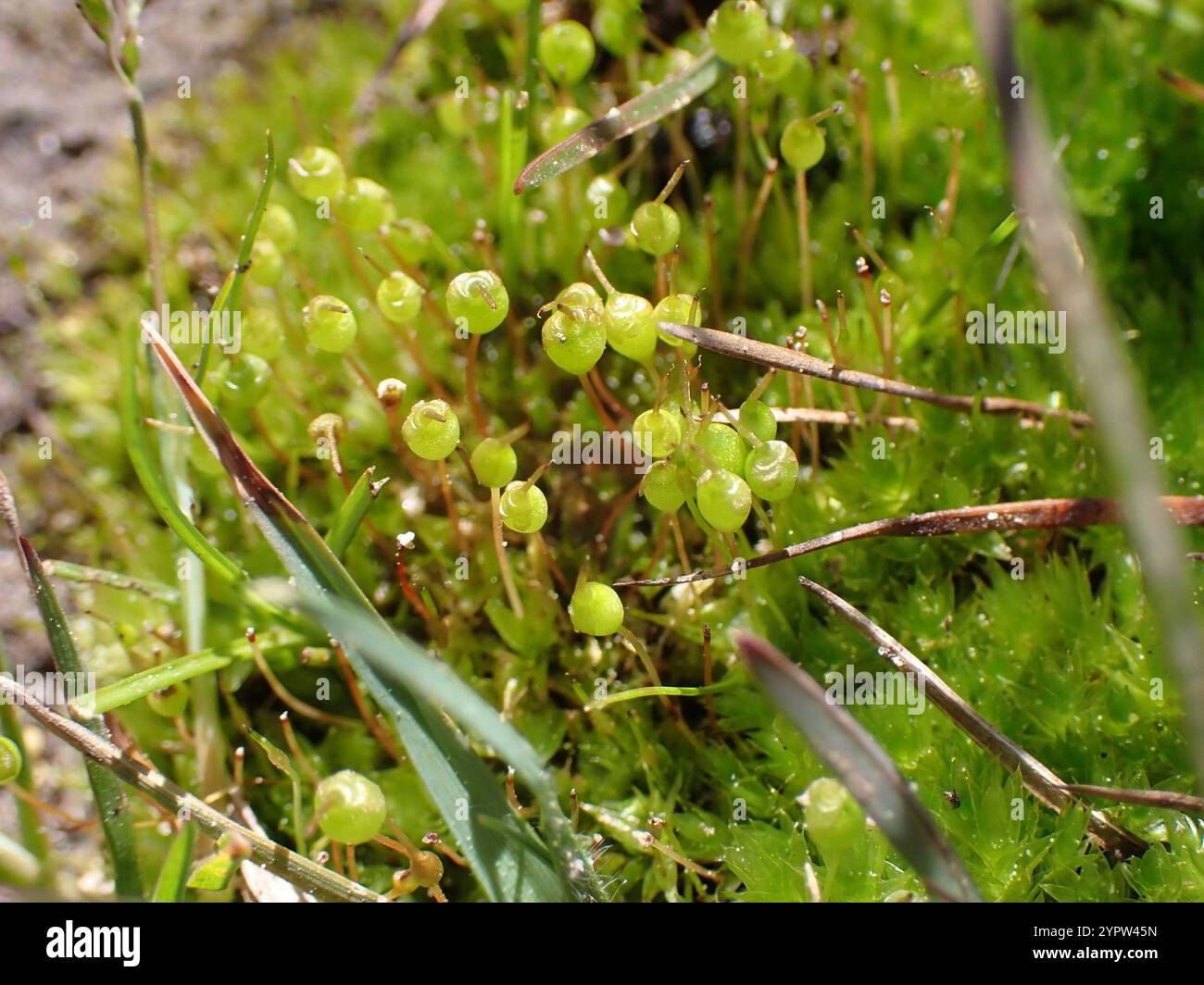 common bladder moss (Physcomitrium pyriforme Stock Photo - Alamy