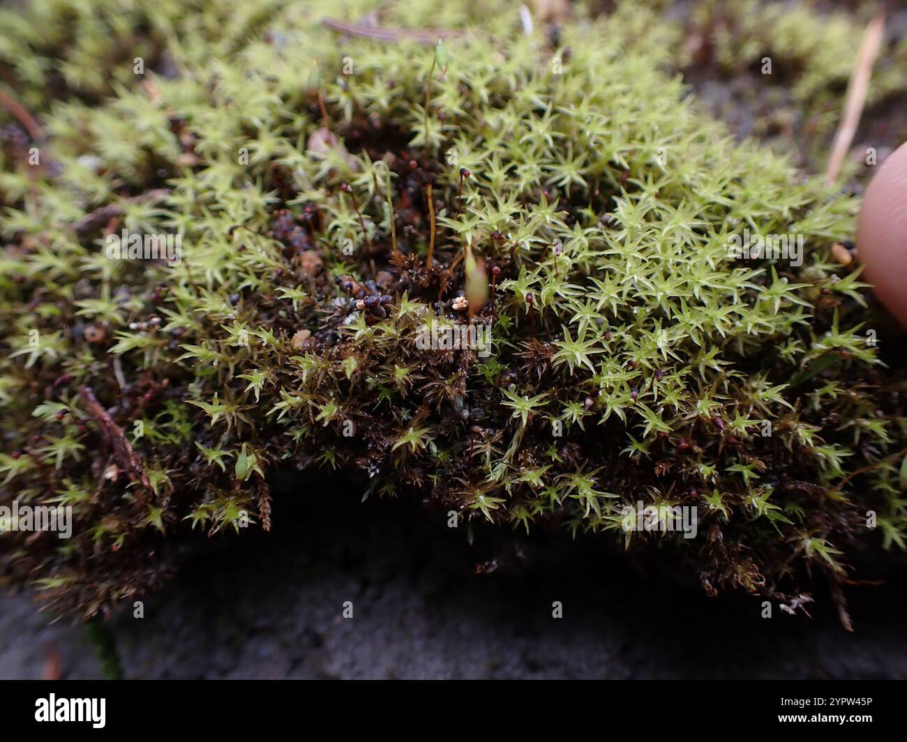 transparent fork-moss (Dichodontium pellucidum Stock Photo - Alamy